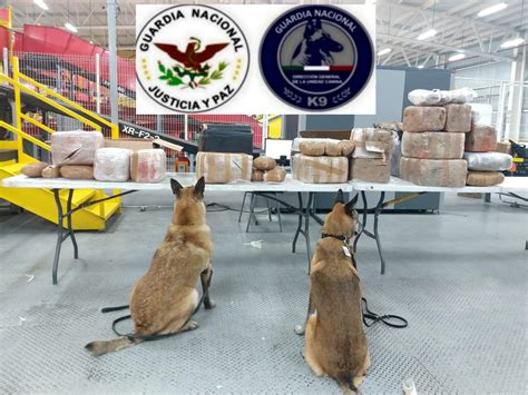 Binomios Caninos De La Guardia Nacional Localizaron Paquetes De