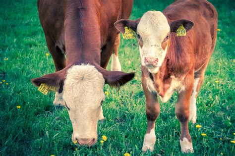 Sapi Anak Ternak Termasuk Foto Gratis Di Pixabay Pixabay