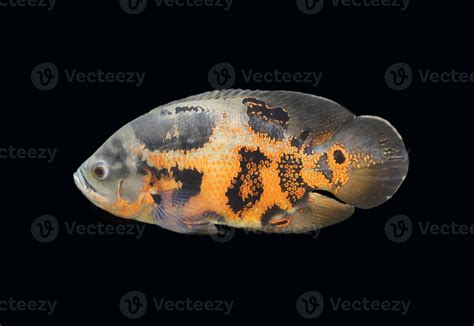 Red Tiger Oscar Fish Fancy Fish Swim In The Water 46551914 Stock