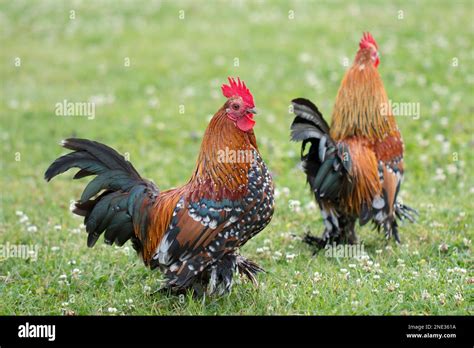 Two Beautiful Roosters In A Cottage Garden Zwei Wunderschöne Hähne In