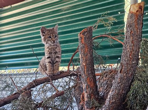 From Rescue To Release Orphaned Oregon Bobcats Return To The Wild