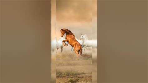 Mashallah Ghode Ka Sex 🇵🇰🇵🇰🇵🇰🖕 Crazymusic Duet Sindhmusic Newmusic Funny Sindhimusic