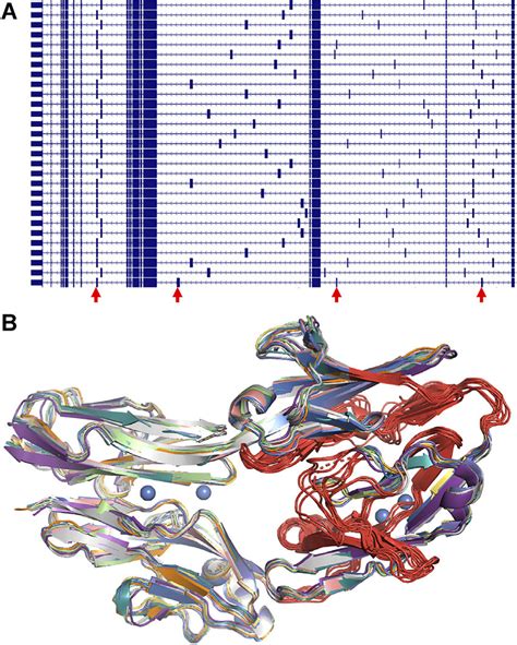 mutually exclusively spliced tandem exon duplication derived