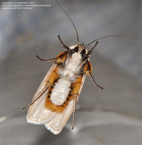 Fruit Trees Home Gardening Apple Cherry Pear Plum Fruit Tree Borer