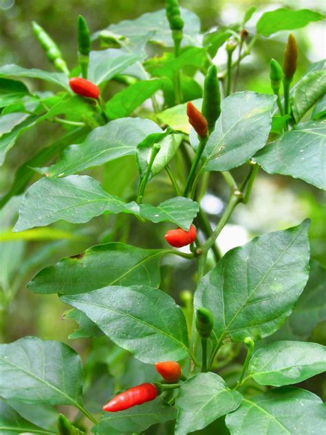 Sili Varieties Capsicum Annuum Sili Plant Thai Chili Plant