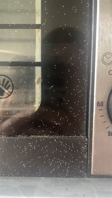 What Are These Bugs R Bugidentification