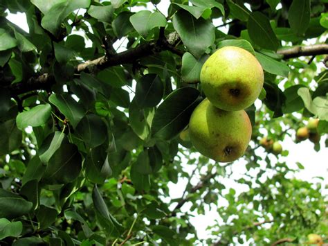 Обои Природа Плоды обои для рабочего стола фотографии природа плоды груши Обои для рабочего