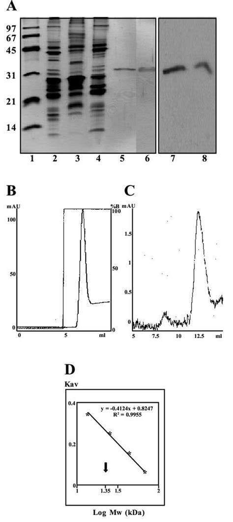 Purification And Characterization Of Lens Galectin 3 A Sds Page And Download Scientific