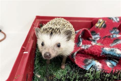 Conheça sobre o ouriço pigmeu africano hedgehog Warley Leál