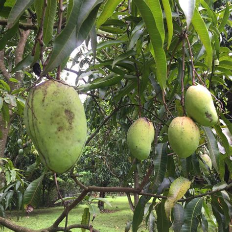 Mango Buy Mango Online From Miami Fruit
