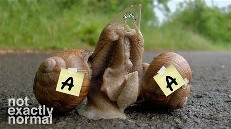 Snail Sex Was Almost The Future Of Telecommunication Youtube
