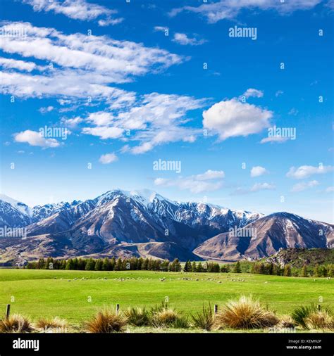 Canterbury New Zealand Landscape With Tussock Pasture Sheep