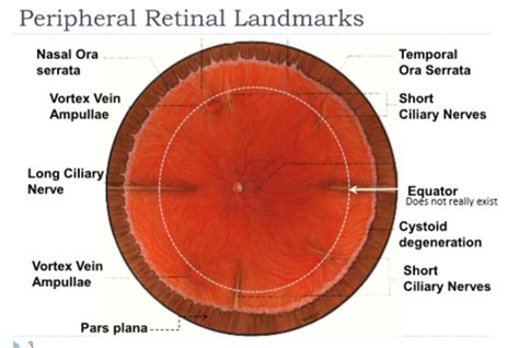 Flashcards 210 Tm Bio Lecture 4 Landmarks N Stuff Quizlet