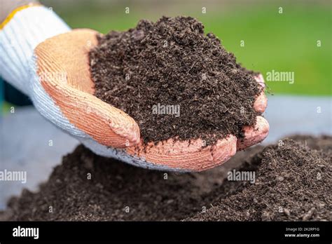 Hand Holding Peat Moss Organic Matter Improve Soil For Agriculture