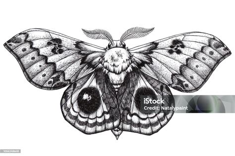 아름 다운 나비 문신입니다 Antherina Suraka입니다 마다가스카르 땡기입니다 Dotwork 문신입니다 전통적인 블랙