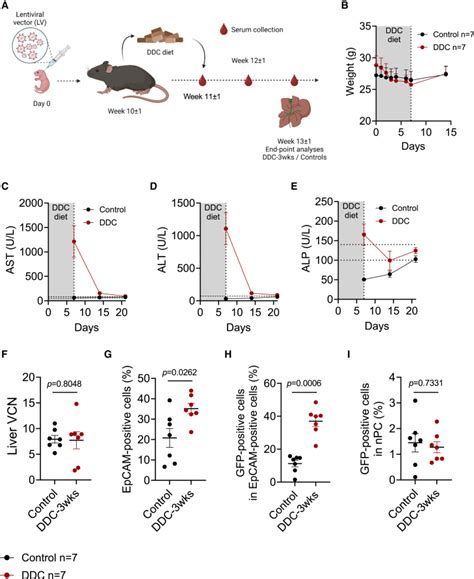 Identification Of Hepatocyte Primed Cholangiocytes In The Homeostatic