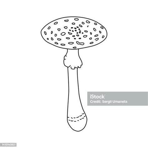 버섯 벡터 일러스트 레이 션 그려진 손 위험한 버섯 두꺼비 도구 비행 Agaric 흰 두꺼비 도구 버섯 가족 고립 된 흰색 배경