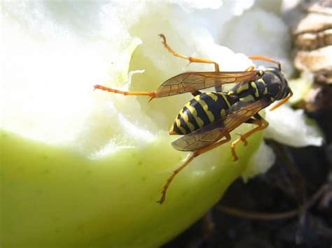 How Fast Do Wasps Build A Nest Pestwhisperer Com