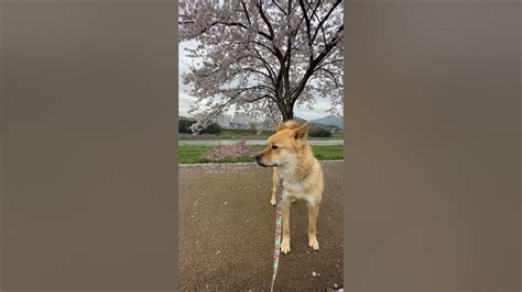귀여운남자 우디랍니다🩷 Jindodog Jindopuppy Dog 강아지일상 강아지 반려견 댕댕이 Doglover