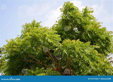 Árbol Del Plan De Neem En Jardín Imagen De Archivo Imagen De Fresco