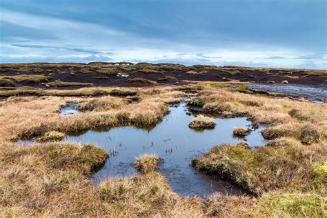 Peat Takes Millennia To Generate And Bogs Store 10 Times More Carbon