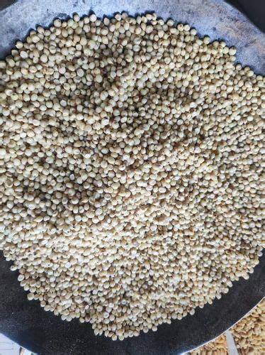 Karnataka Famouse White Sorghum Sorghum Javahar At Best Price In Gulbarga