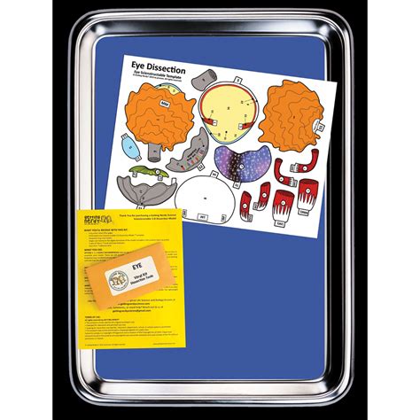 Scienstructable 3D Dissection Model Eye Vinyl Manipulative And