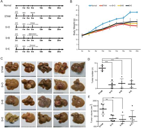 Reduction Of Tumor Burden In The Liver Of Stam Mouse Following