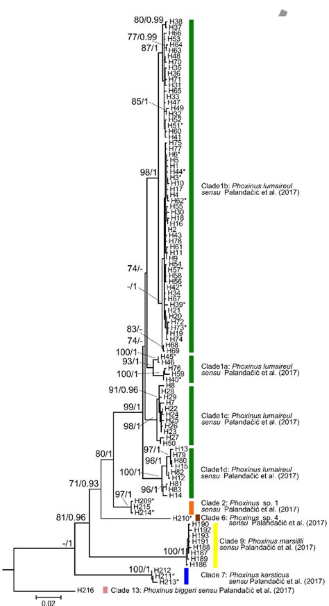 phylogram inferred by maximum likelihood ml analysis using cytochrome