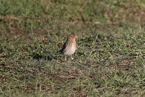 Twite Montrose Basin Species Database
