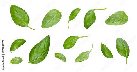 Green Basil Leaves With Clipping Paths Full Depth Of Field Fresh Red