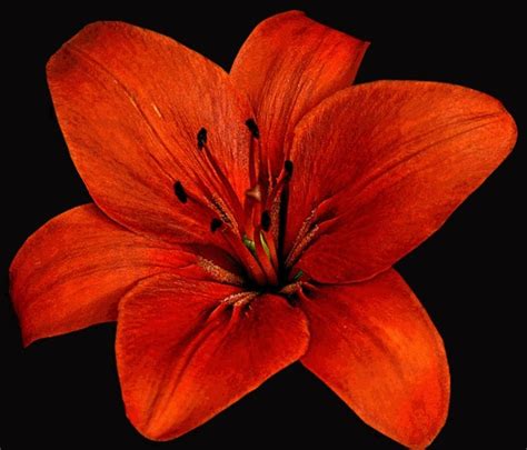 1 Free Orange Flower And Flower Animated S And Stickers Pixabay