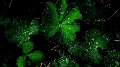 Dark Green Nature Hd Wallpapers Top Free Dark Green Nature Hd