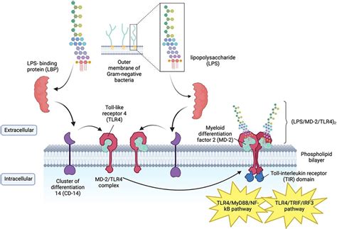 Toll‐like Receptor 4 Tlr4 Signal Pathway Highlighting Key Molecular