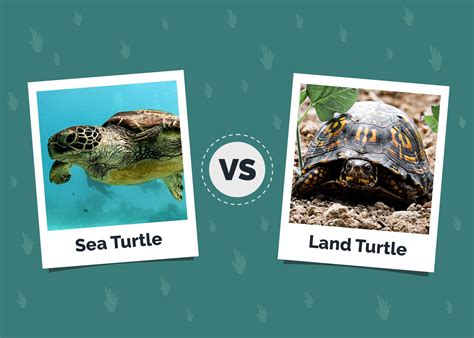 Tortoise Vs Turtle Differences And Comparison With Pictures Hepper