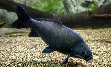 Fish Learn All About Aquatic And Ocean Marine Life