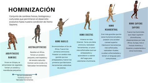 Proceso De Hominización Addyson Navarro Udocz