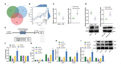 Prediction And Validation Of Downstream Target Gene Il1rn Of Elf4 A