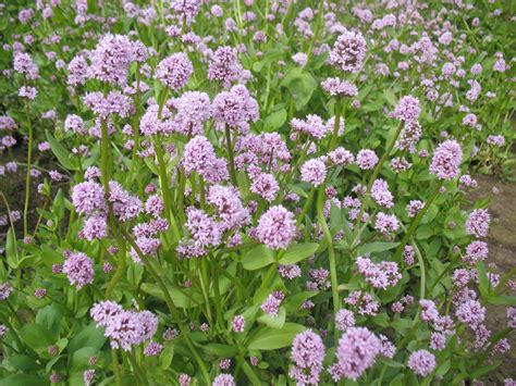 Silver Falls Seed Company Sea Blush