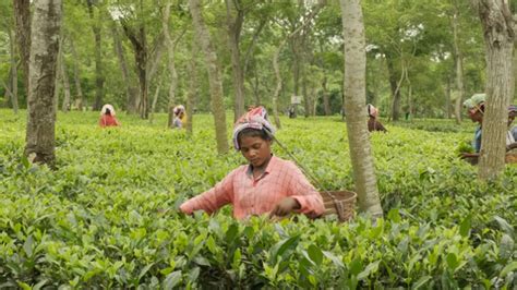 Hul Partners With Tea Research Association For Sustainable Tea Industry