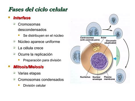 Ciclo Celular Ppt