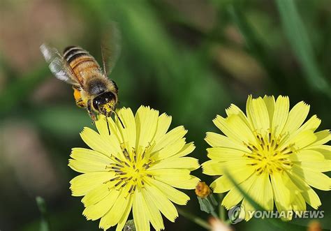꿀벌이 바쁜 계절 연합뉴스