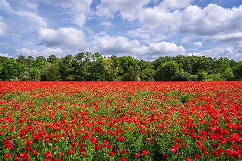 경치 경치가 좋은 계절 고요한 광합성 교향곡 구름 그림 같은 꽃 꽃밭 녹지 농촌의 다채로운 동식물 들판 목가적 인 장면 목가적인 무성한 봄