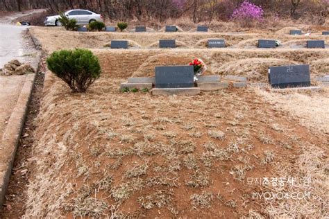 용미리 제1공원묘지 400구역 조성묘 김님 묘소에 잔디를 새로 입힌 후의 모습입니다 시공사례 묘지조경공사닷컴 벽제묘지 용미리묘지 전문