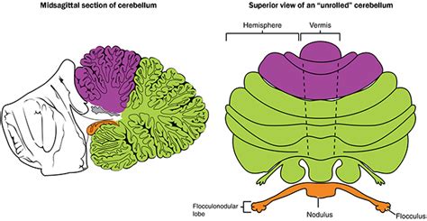 The Cerebellum Introduction To Neuroscience