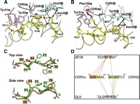 How A Single T Cell Receptor Recognizes Both Self And Foreign Mhc Cell