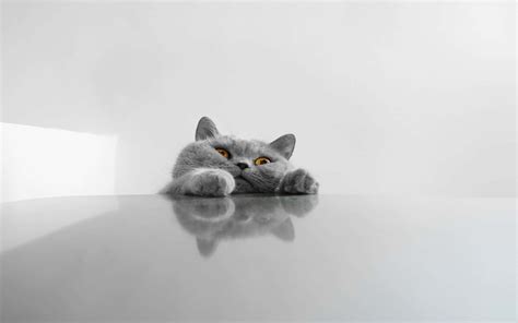 100 Cat Desktop Wallpapers