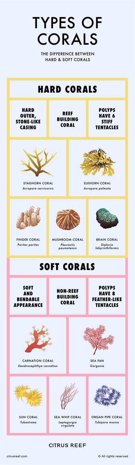 Different Types Of Coral 17 Beautiful Species In 2024 Brain Coral Marine Biology Coral