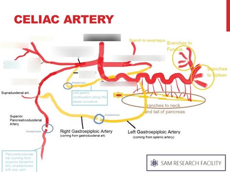 Celiac Artery