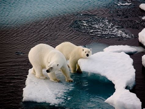 Polar Bears Global Warming Effects